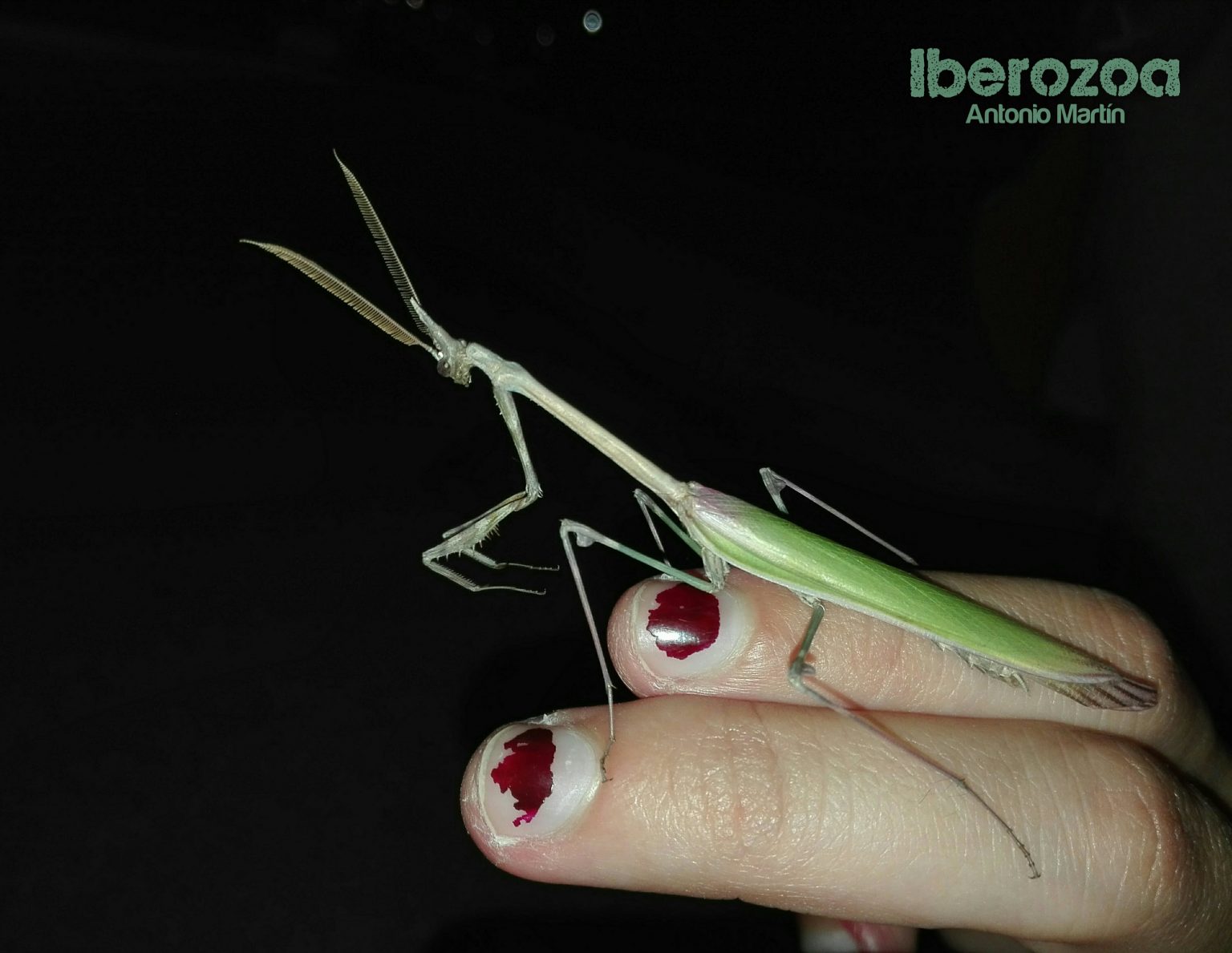 Mantis (Orden Mantodea) – Iberozoa