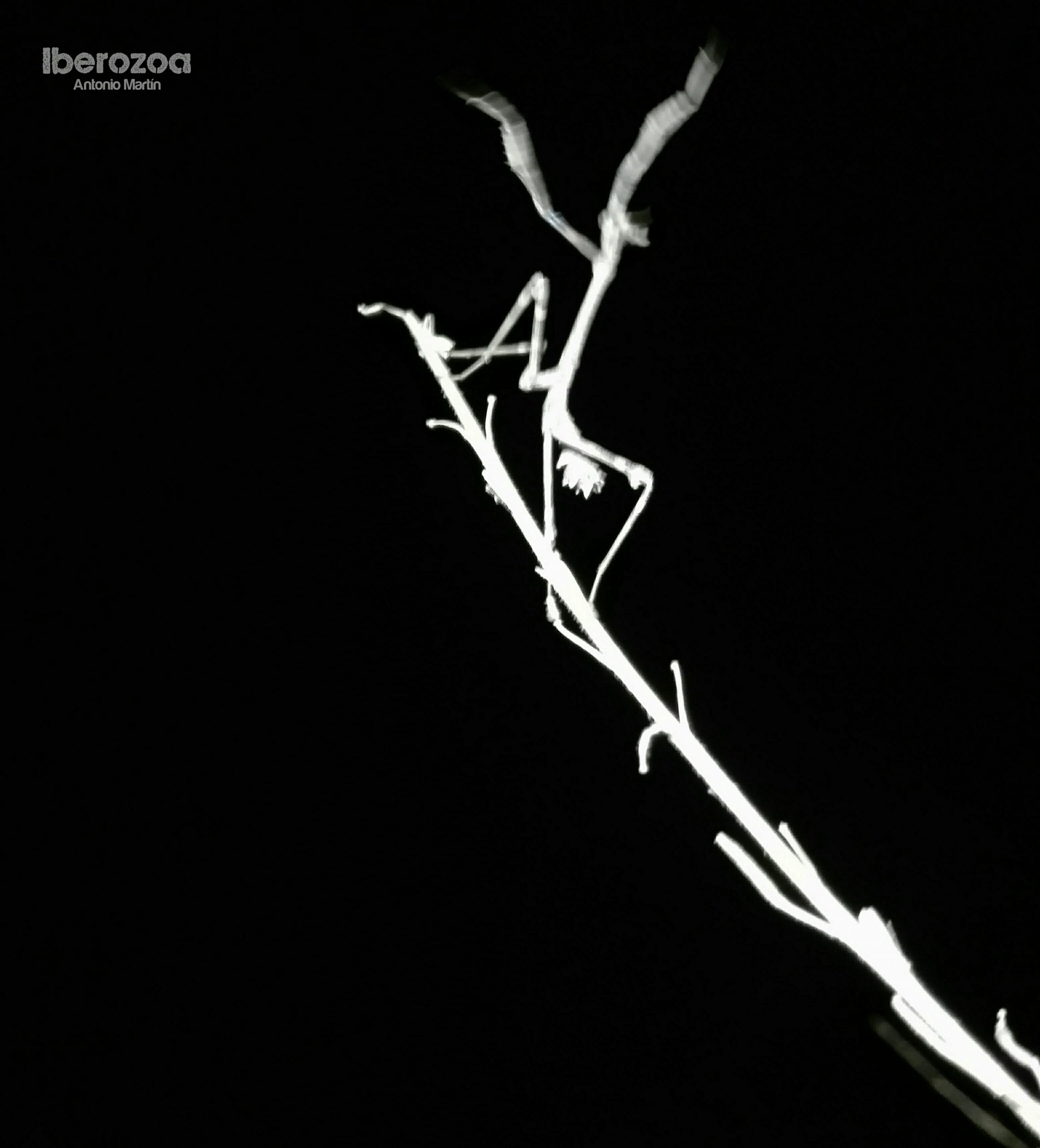 Mantis (Orden Mantodea) – Iberozoa