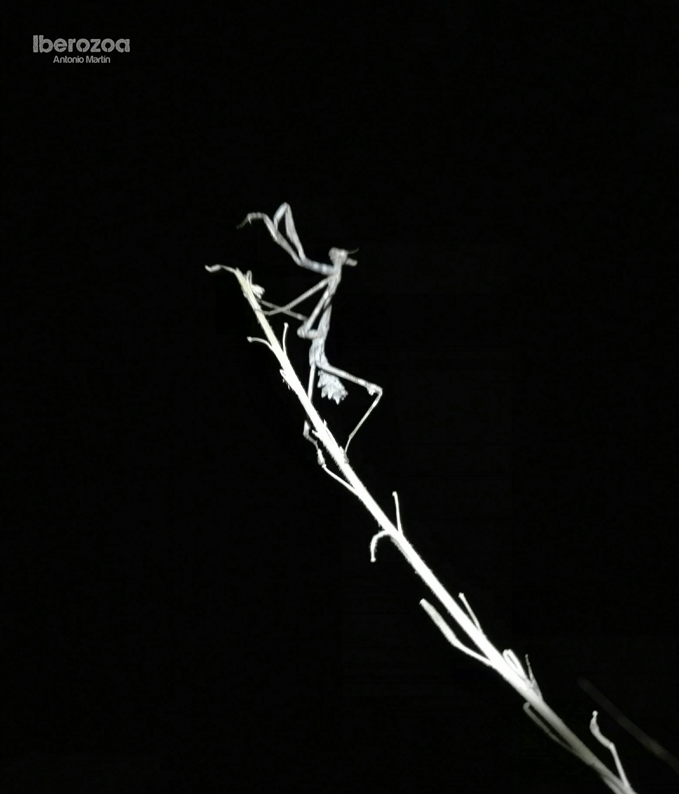Mantis (Orden Mantodea) – Iberozoa