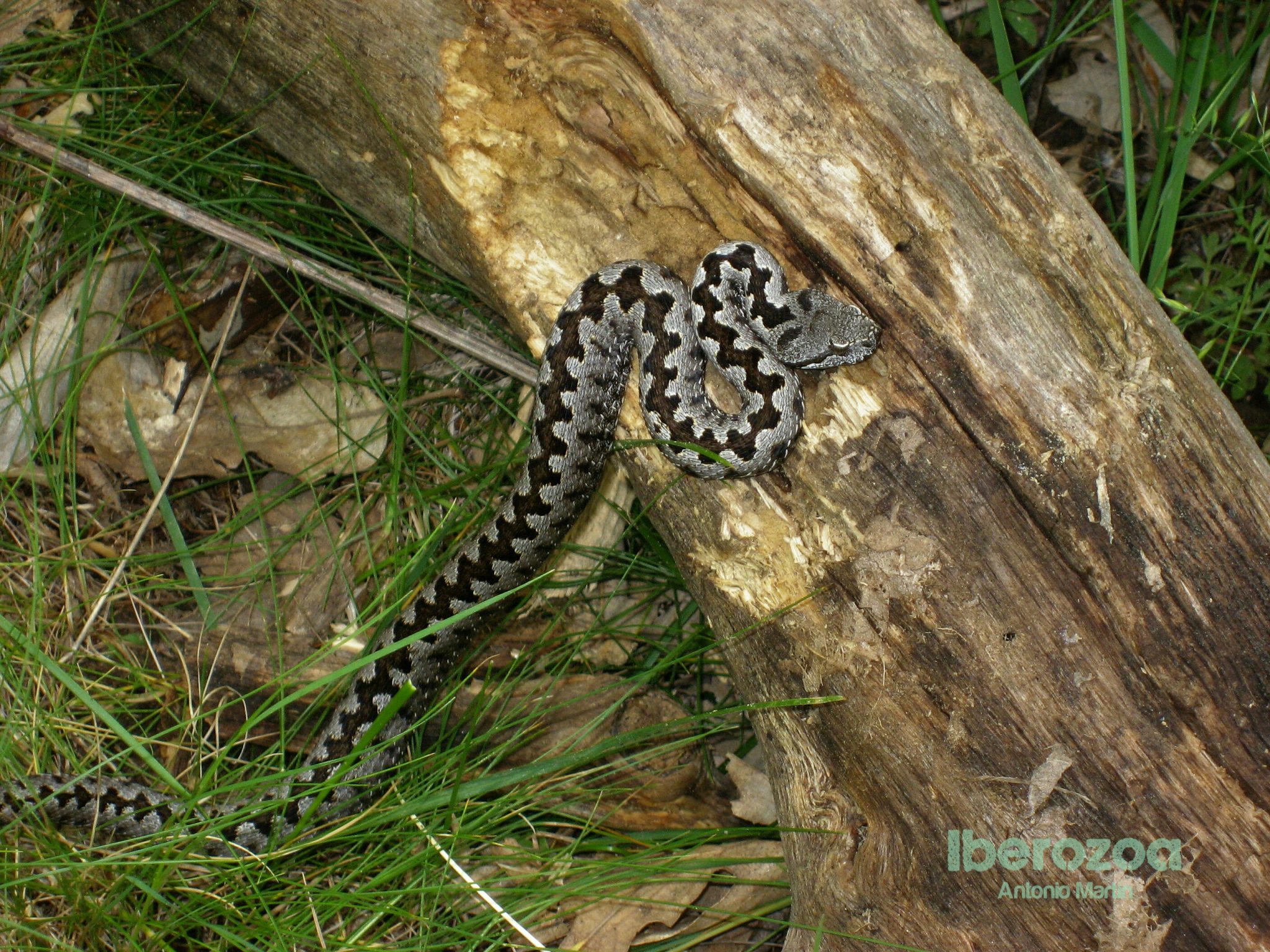 Víboras (género Vipera) – Iberozoa