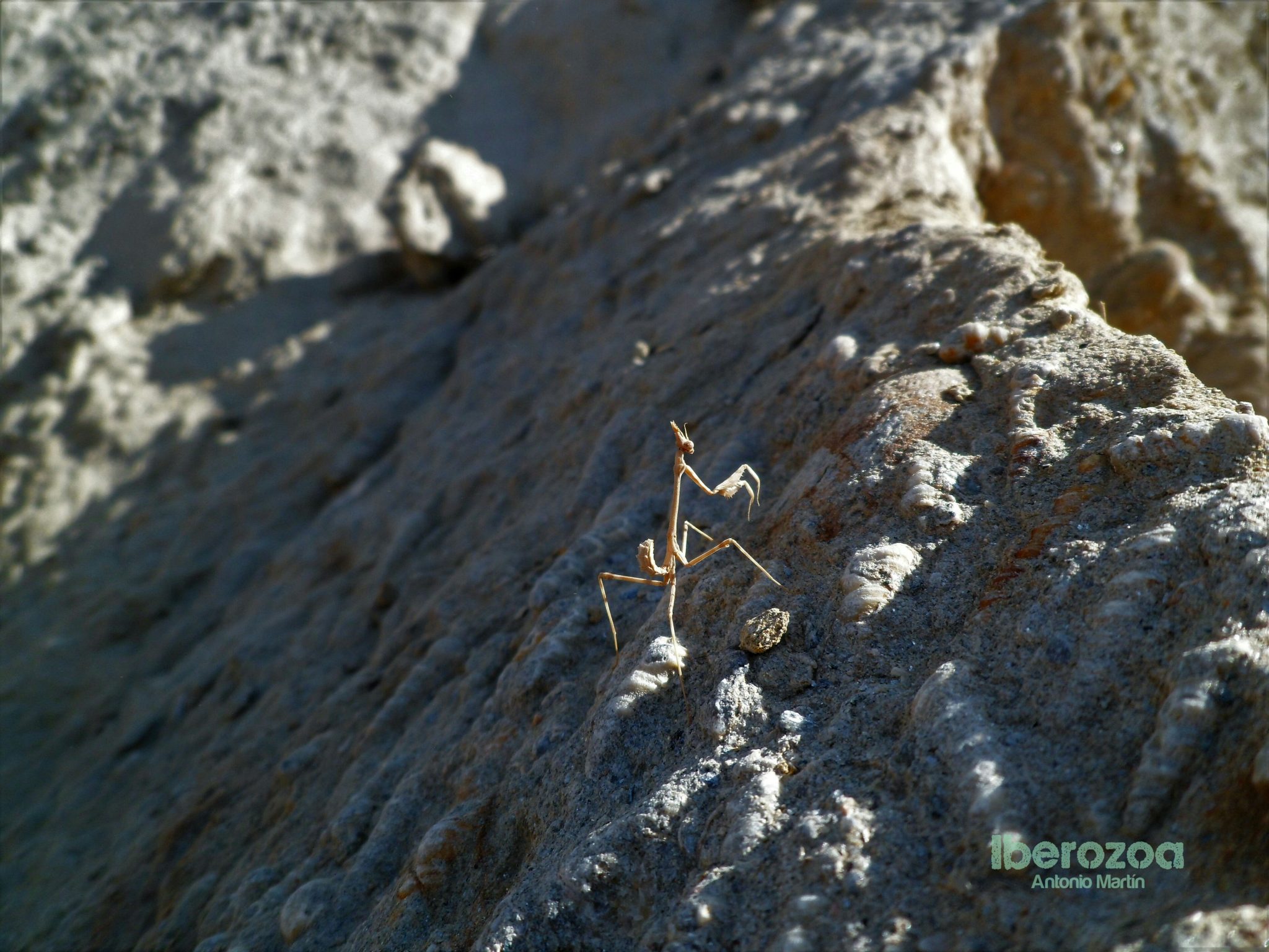 Mantis (Orden Mantodea) – Iberozoa