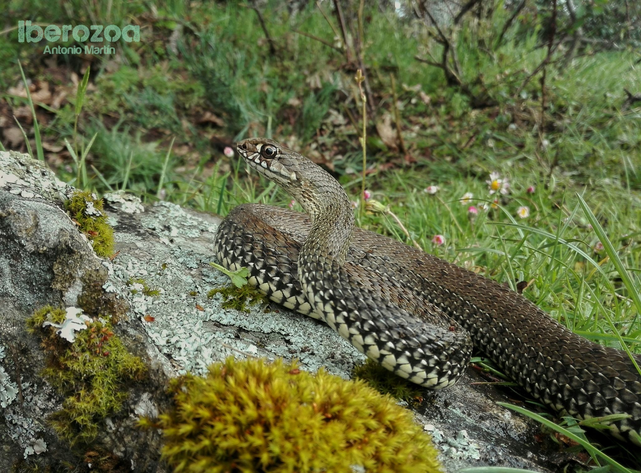 Culebra bastarda – Iberozoa