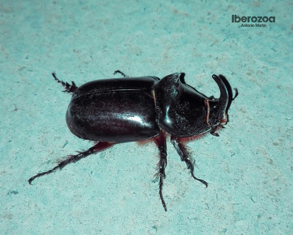 🪲 Escarabajos (Orden Coleóptera) – Iberozoa