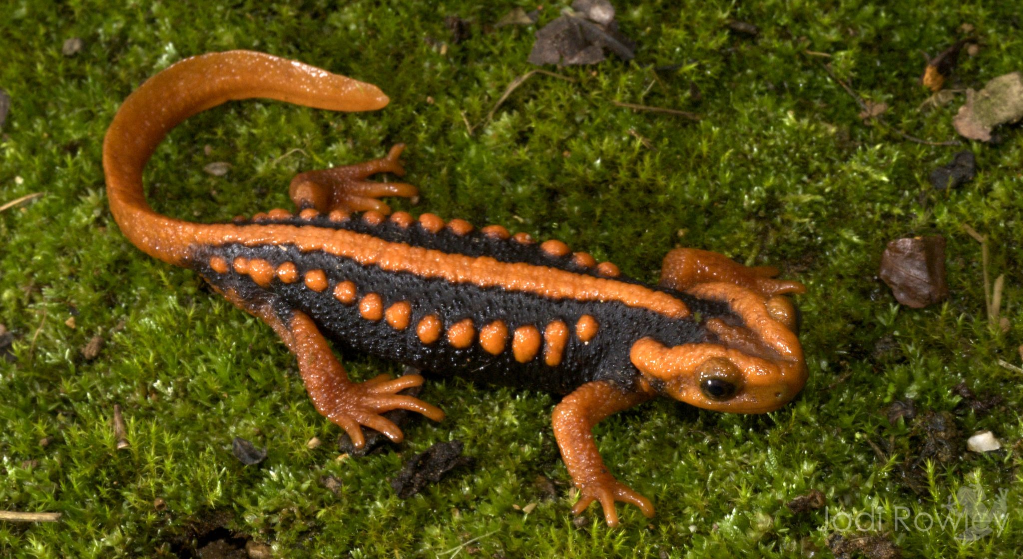 🐸 Gallipato: descubre lo que nadie te cuenta sobre él.