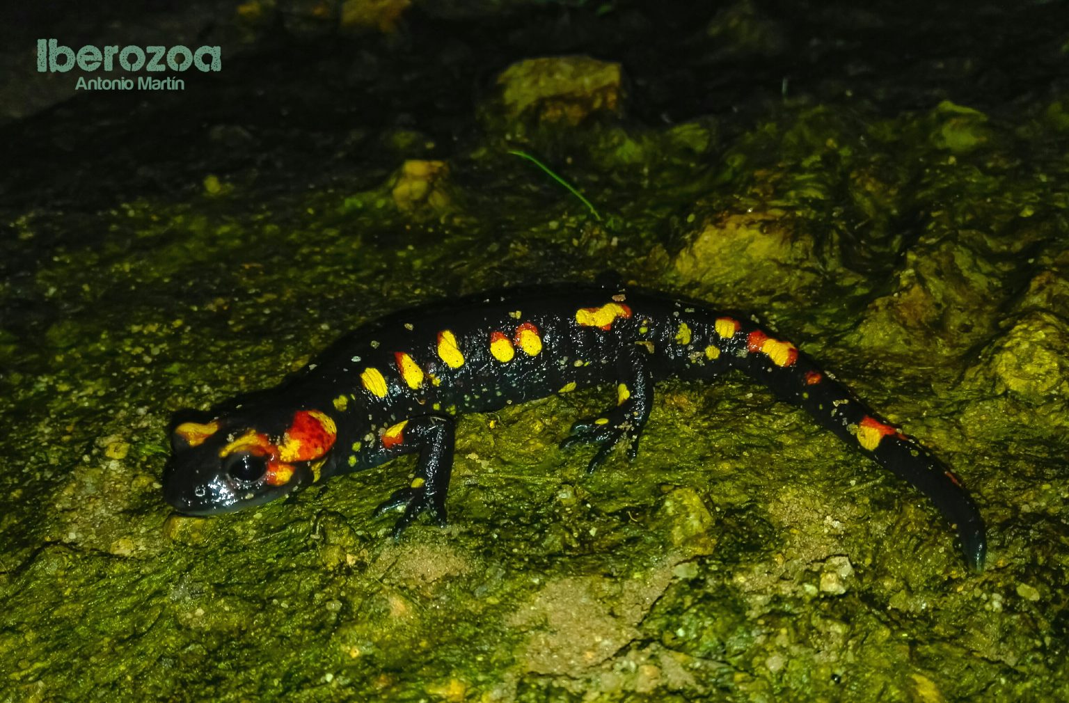 Salamandra común – Iberozoa