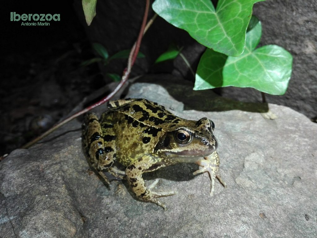 Ranas (familia Ranidae) – Iberozoa