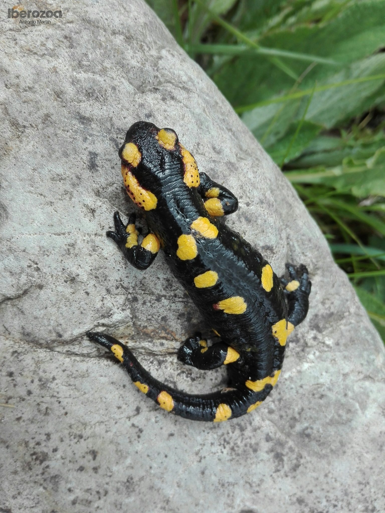 Salamandra común – Iberozoa