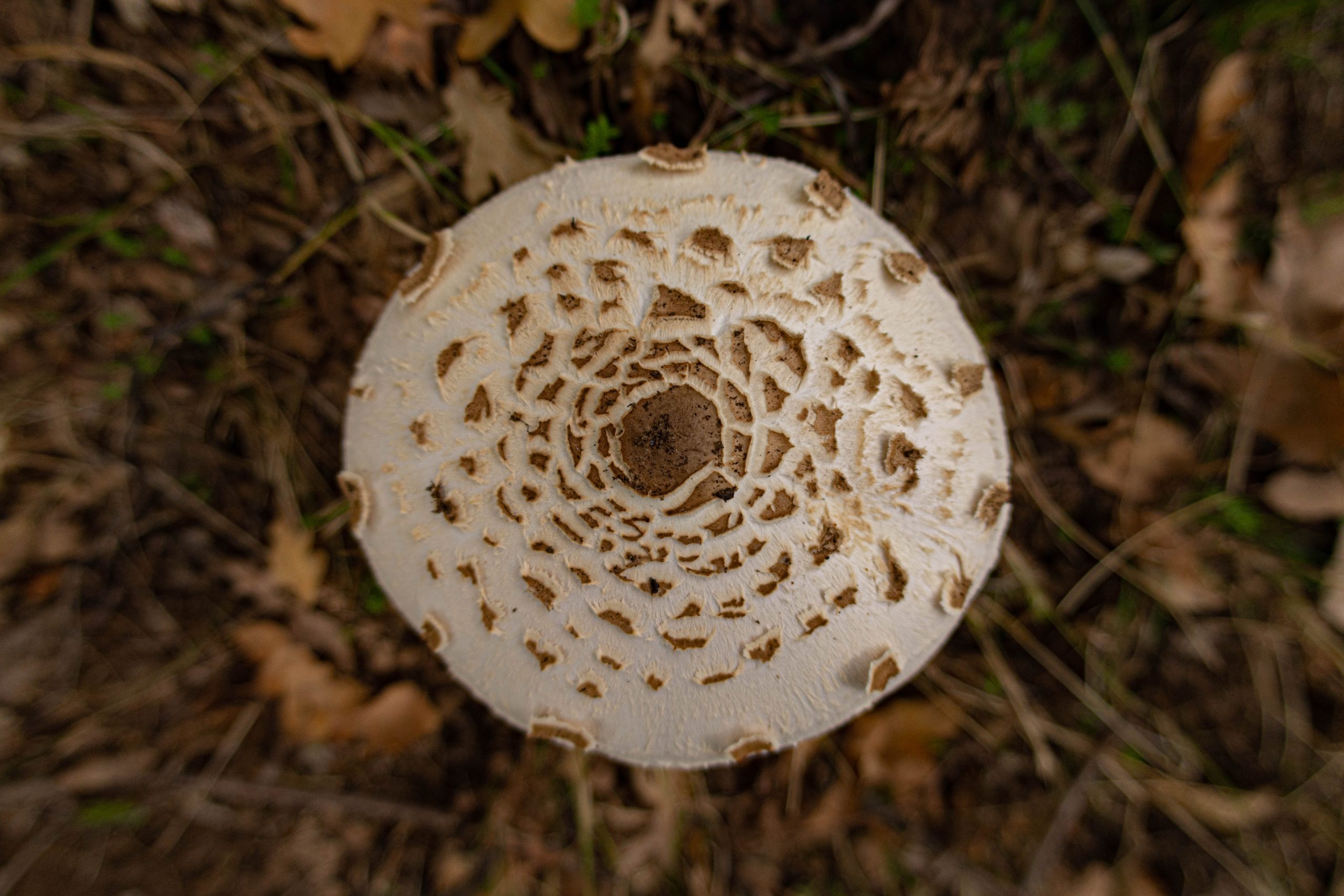 Botánica – Iberozoa