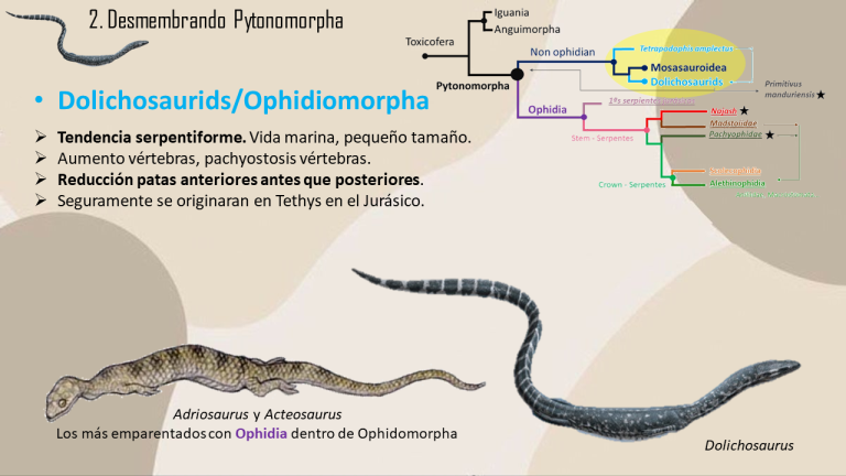 Origen evolutivo de las serpientes – Iberozoa